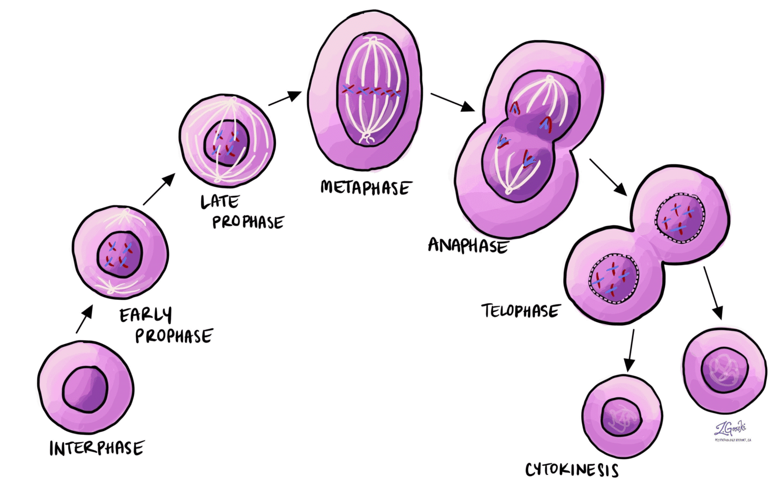 La mitose et la méiose : comprendre la division cellulaire