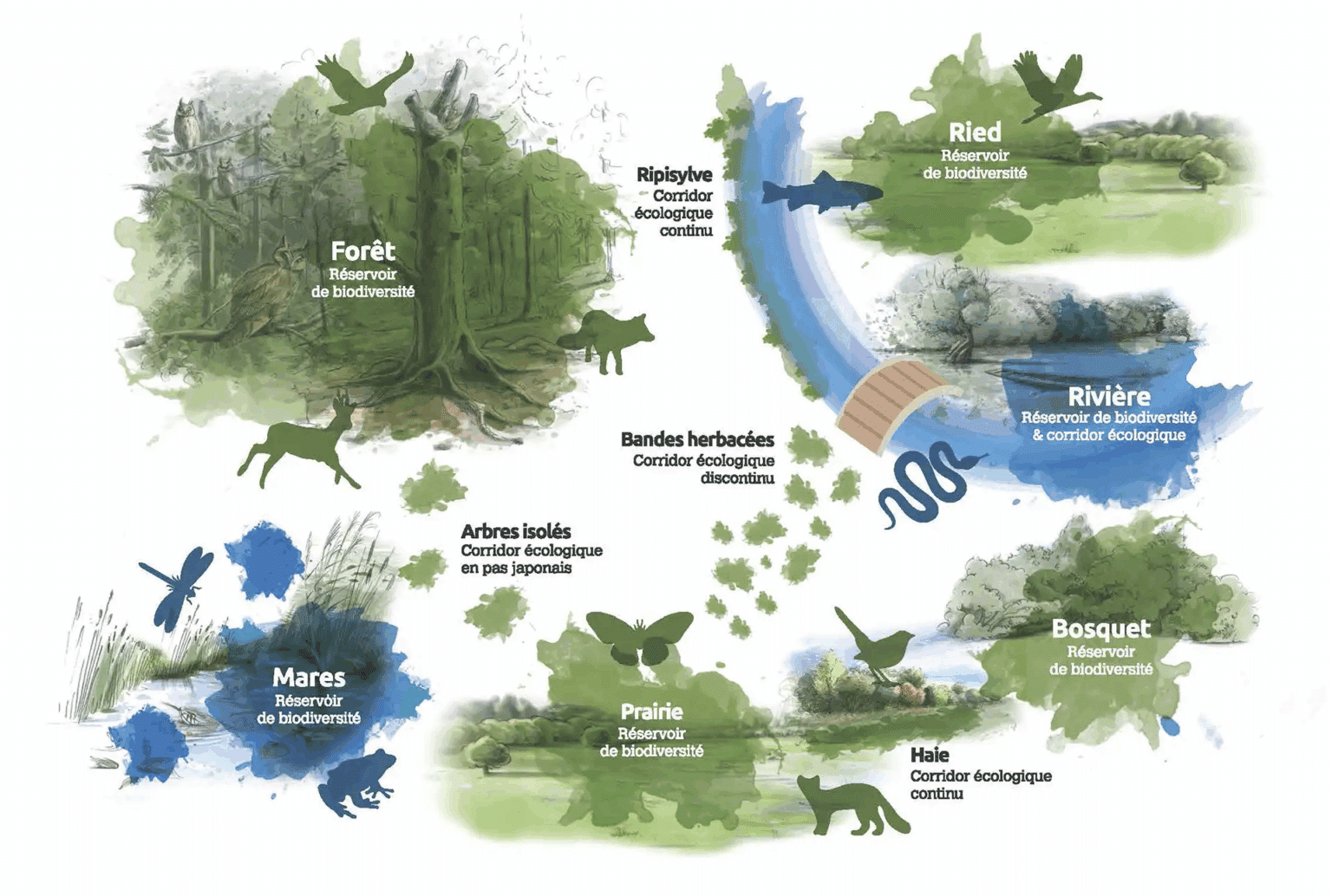 Les corridors écologiques : pourquoi sont-ils essentiels à la survie ...